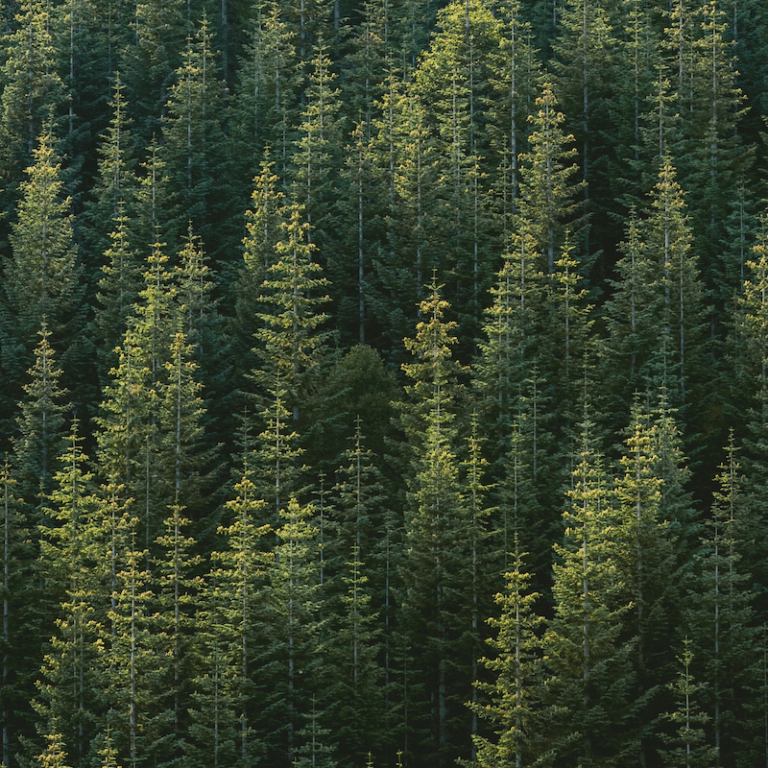 Intro Webinar: Hakomi Professional Skills, Level 1 | Embodywise