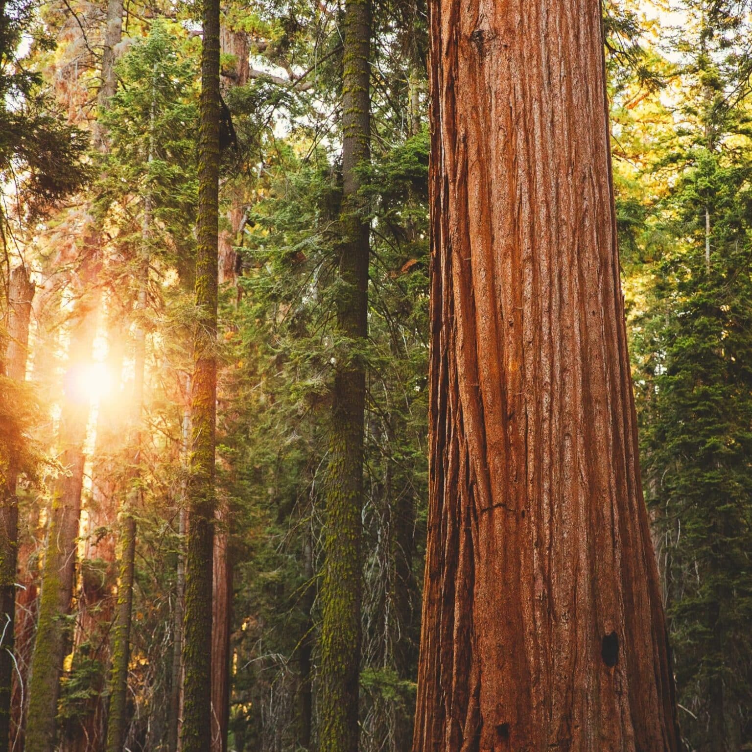 Hakomi Overview | Experience Transformative Journey | Embodywise