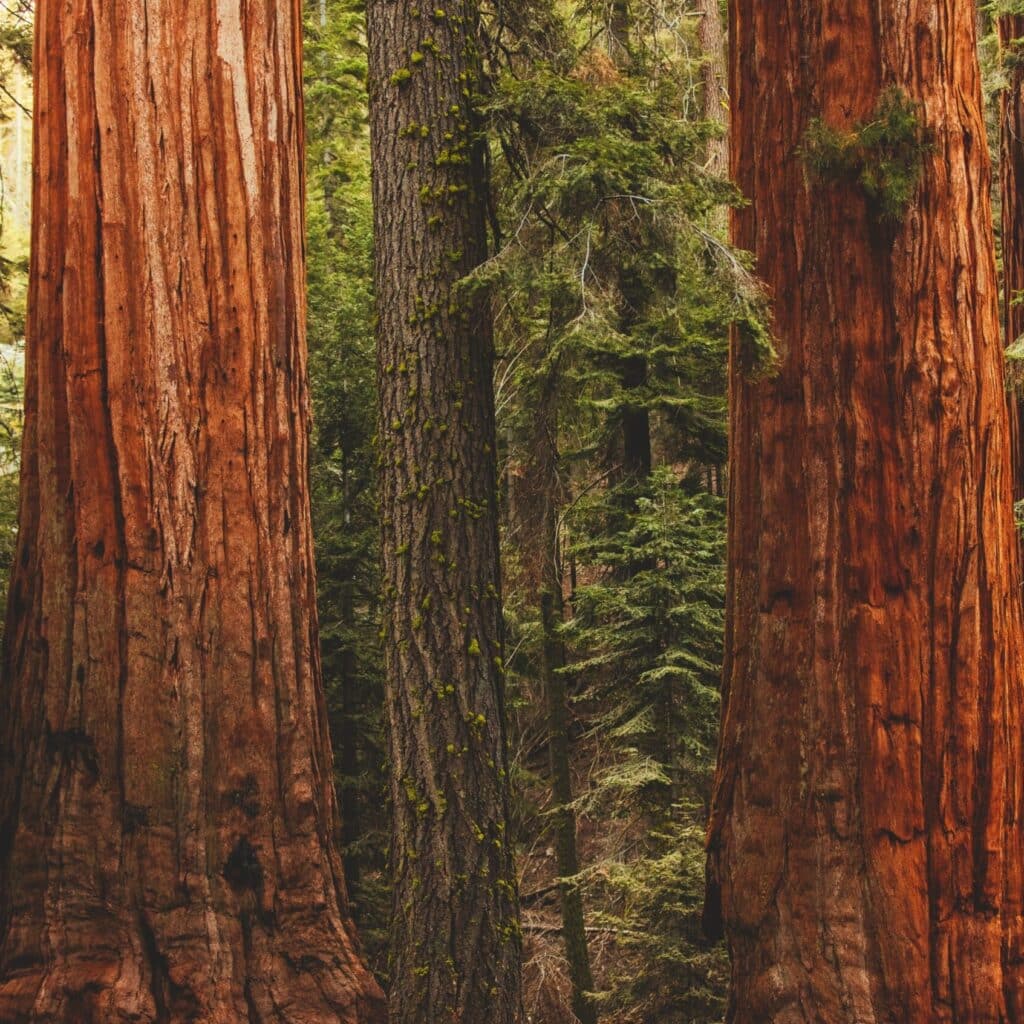 Hakomi Overview | Experience Transformative Journey | Embodywise